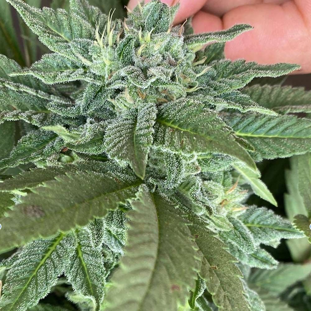 Beauty Punch Feminized Cannabis Seeds by Cali Connection Seeds - Sensible Seeds